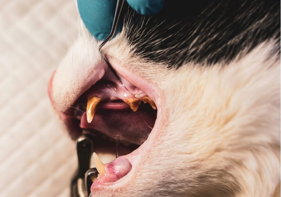 Periodontal Disease - VANVETS